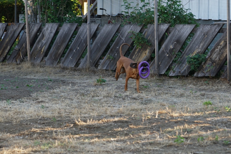 Ta den ring – Boerboelheidi
